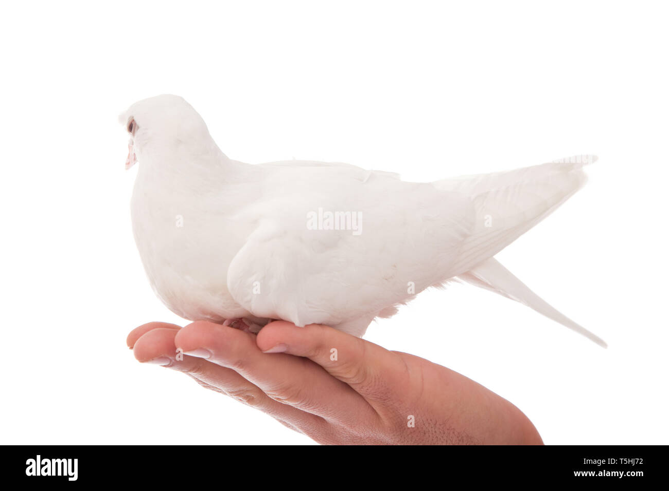 white beautiful pigeon holding still on a hand Stock Photo - Alamy