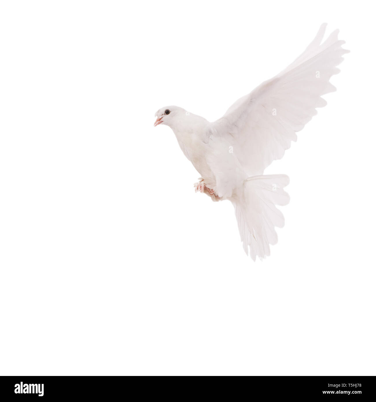 White Pigeons Flying