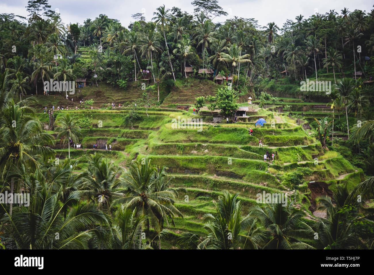 Jungle rice terraces hi-res stock photography and images - Alamy