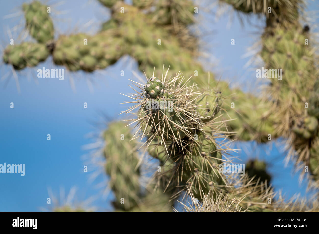Artistic composition of a chainfruit cholla cactus, with focus on a ...