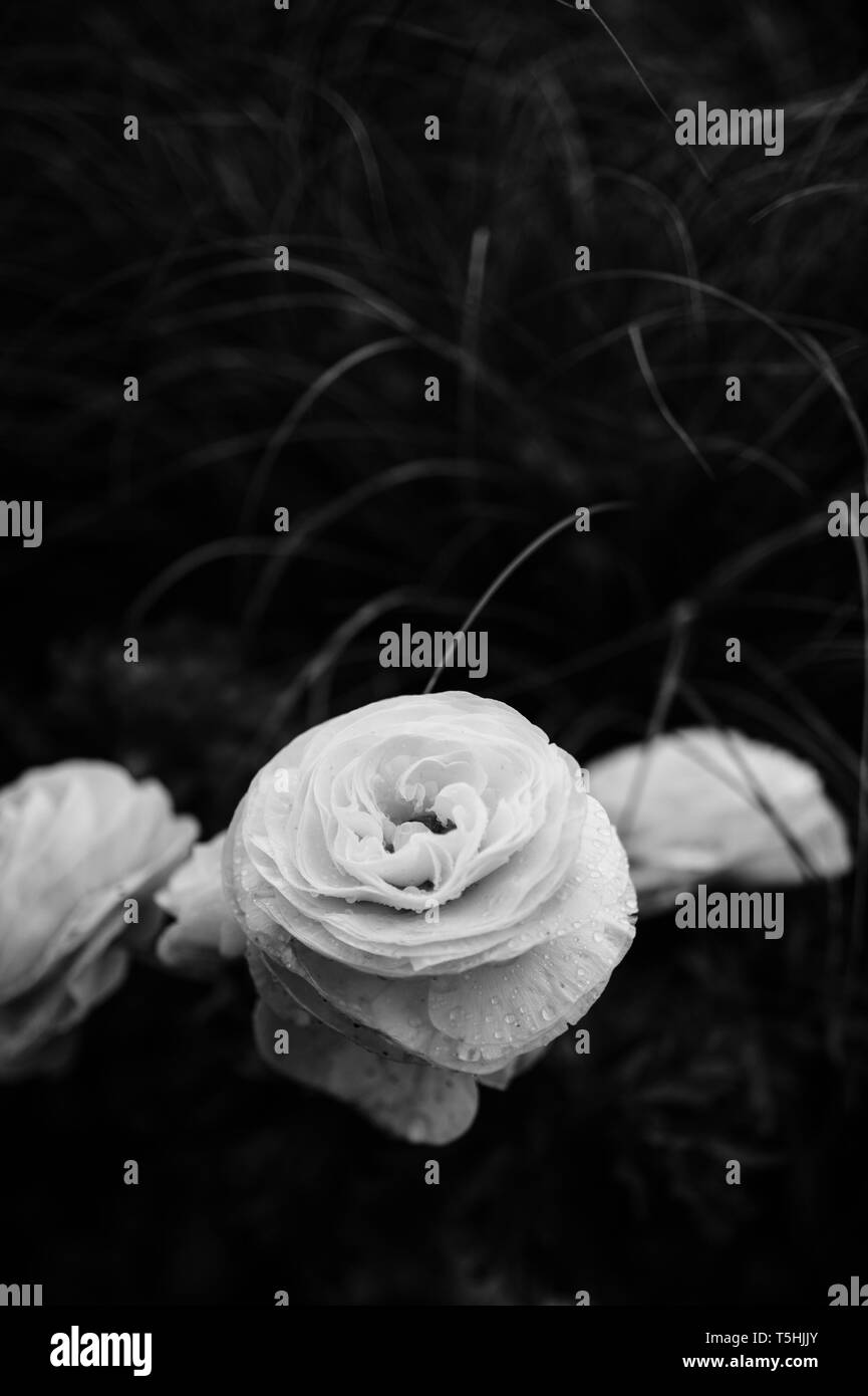 Ranunculus Black and White Stock Photos & Images - Alamy