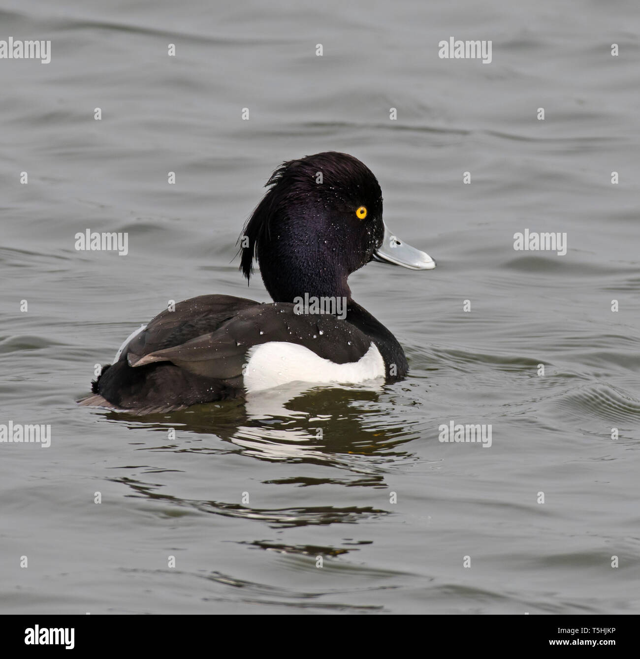 Tufted duck swim hi-res stock photography and images - Alamy