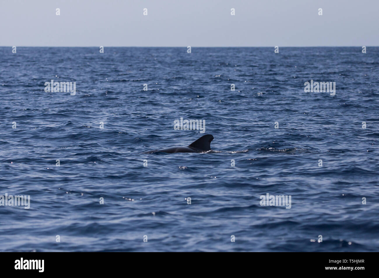 Brydes whale balaenoptera edeni hi-res stock photography and images - Alamy