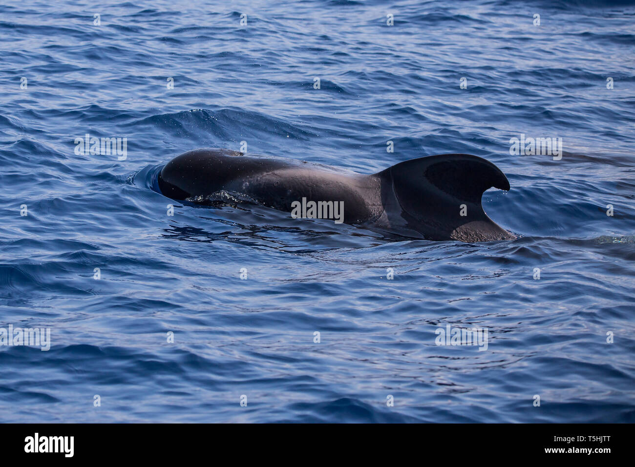 Brydes whale balaenoptera edeni hi-res stock photography and images - Alamy