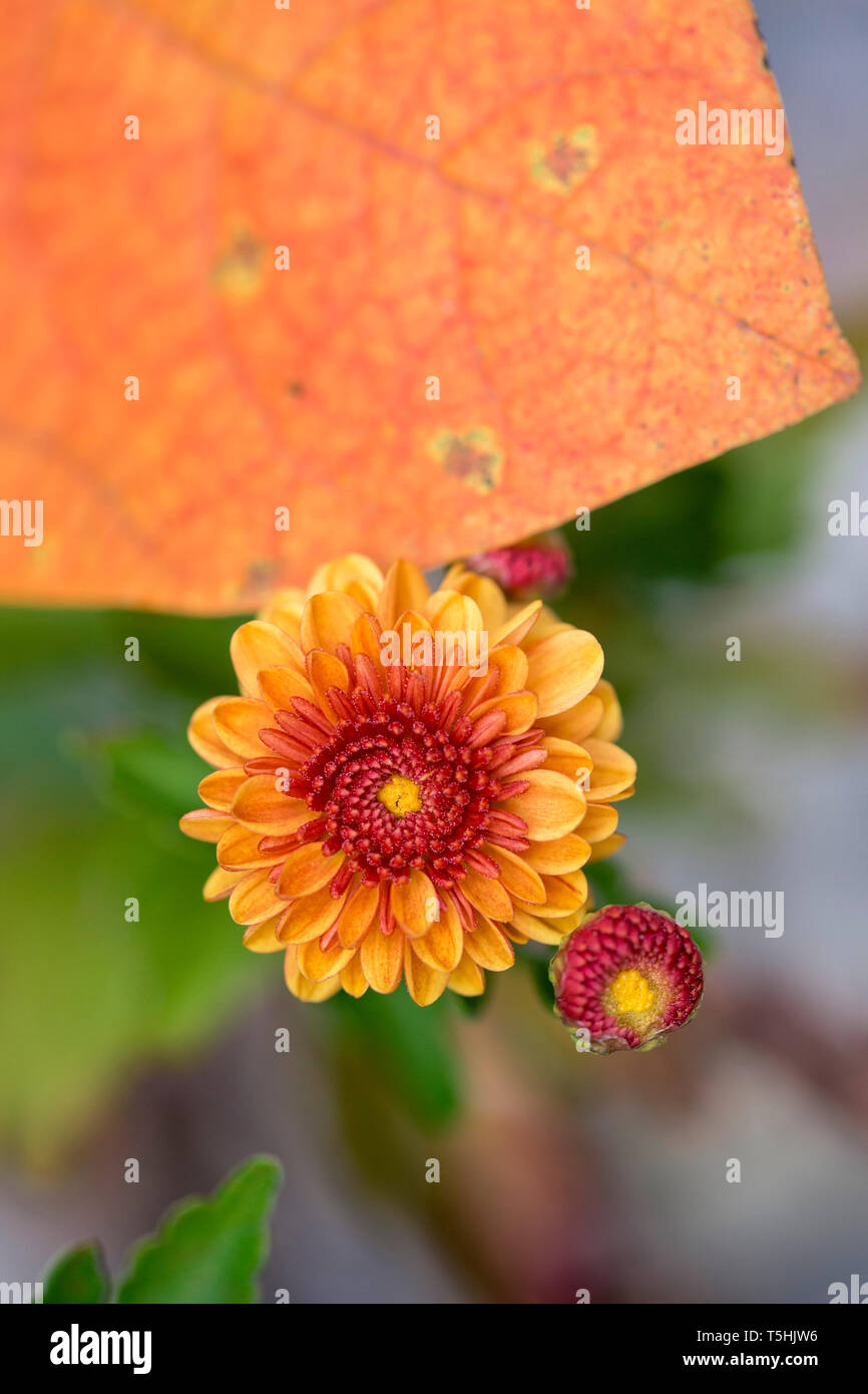 Colorful leaf hi-res stock photography and images - Alamy