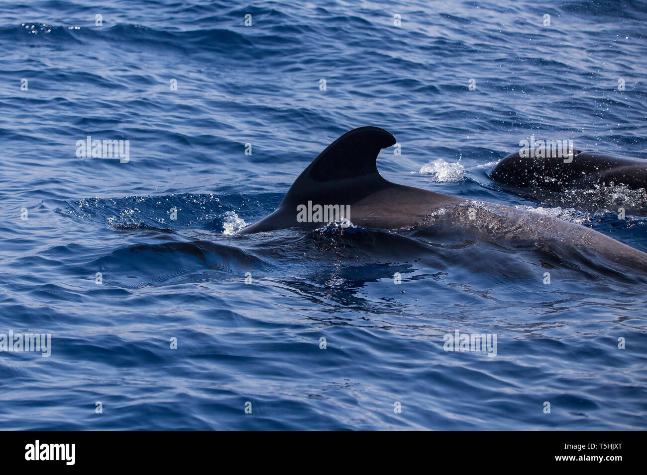 Balaenoptera edeni hi-res stock photography and images - Alamy