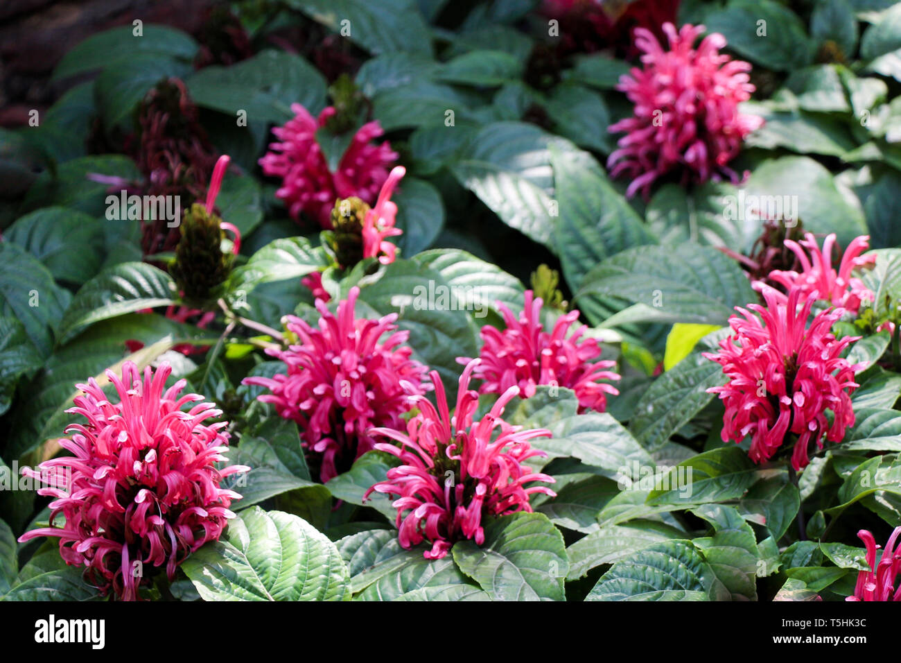 Beautiful Brazilian Blume flowers in nature background Stock Photo - Alamy