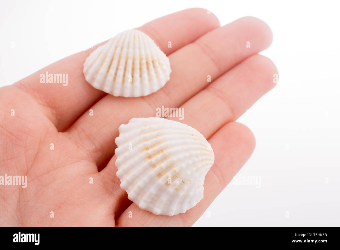Hand holding Beautiful sea shell on a white background Stock Photo - Alamy