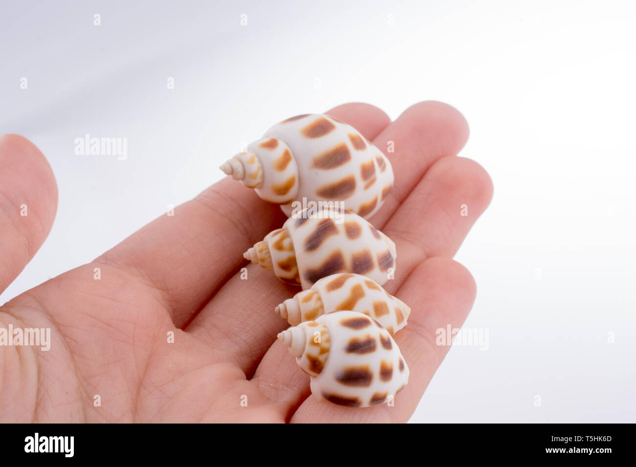 Hand holding Beautiful sea shell on a white background Stock Photo - Alamy