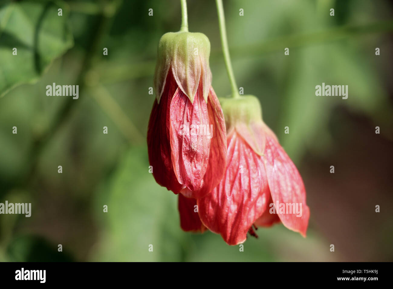 Beautiful fresh flowers in nature background Stock Photo - Alamy
