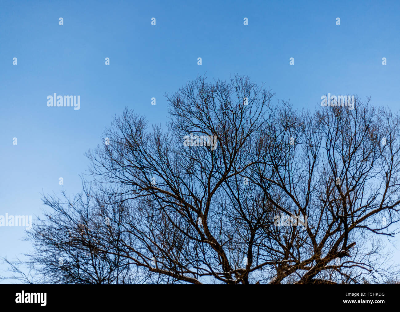 A frozen leafless tree in front of the deep blue winter sky on a cold ...