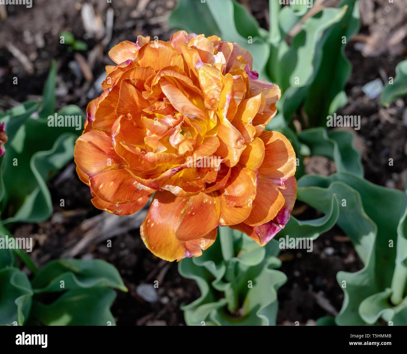Close-up photo of a orange-brown Moy Grande Hibiscus flower Stock Photo ...