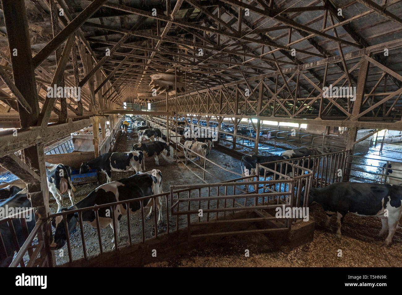 Overview of the interior of a dairy barn Stock Photo - Alamy