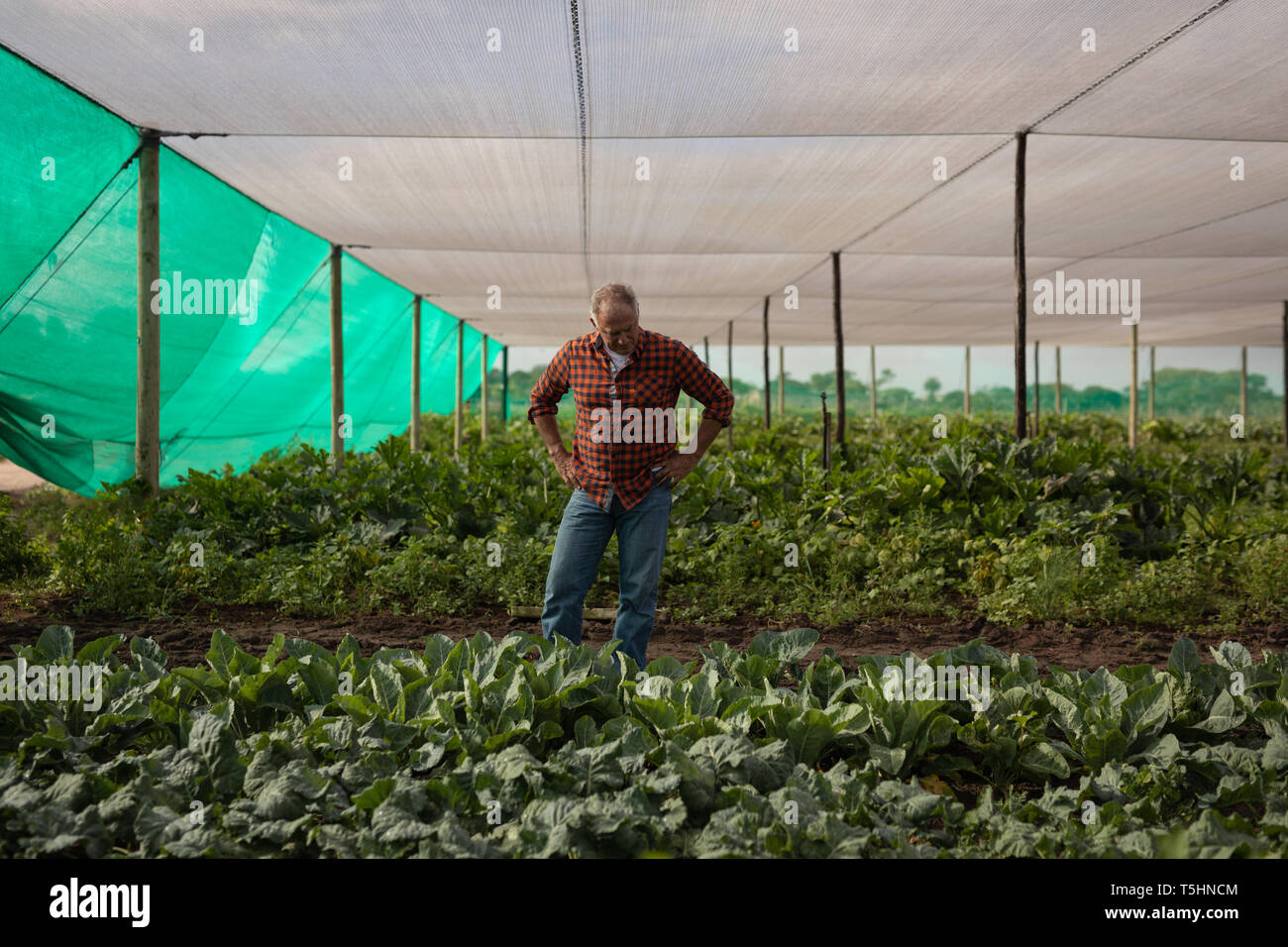 Senior male farmer standing in farm Stock Photo - Alamy