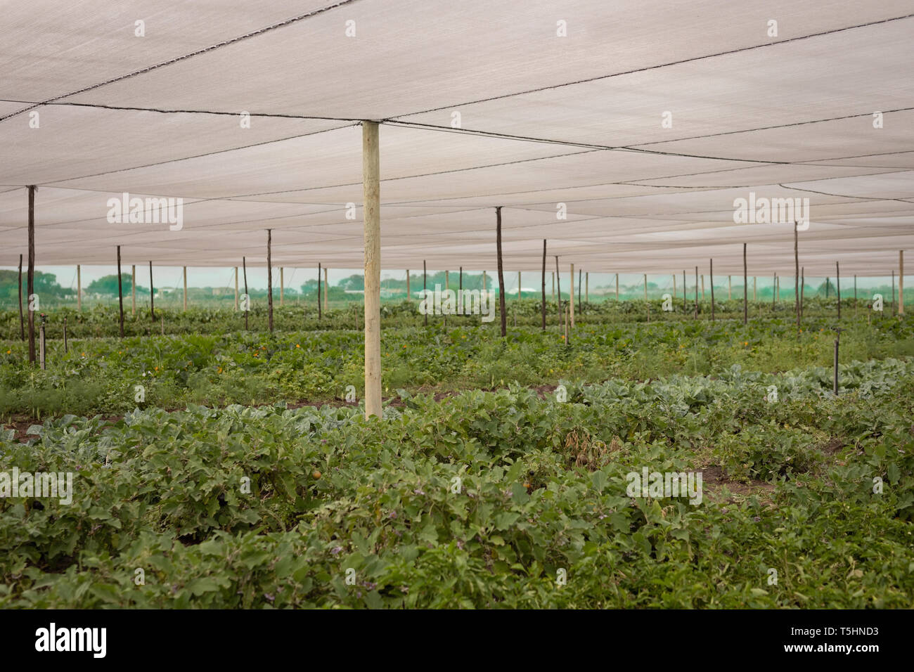 Plantation row hi-res stock photography and images - Alamy