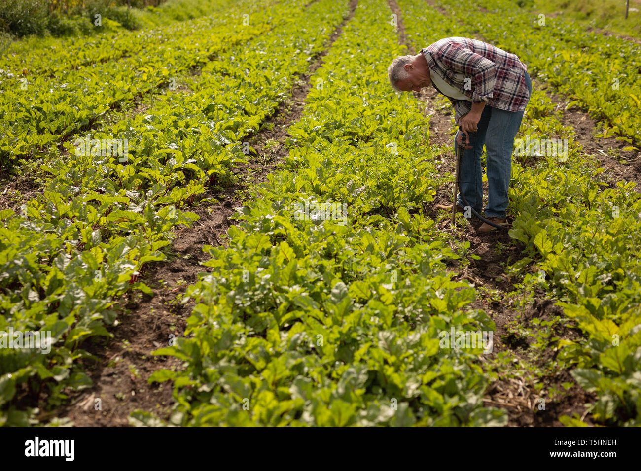 Farmer with pipe hi-res stock photography and images - Alamy