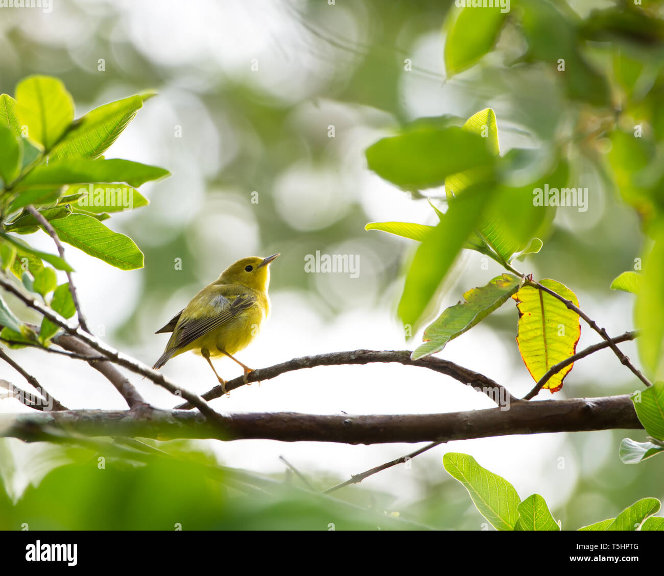 Yellow Warbler (Setophaga petechia) bird on a branch during migration ...