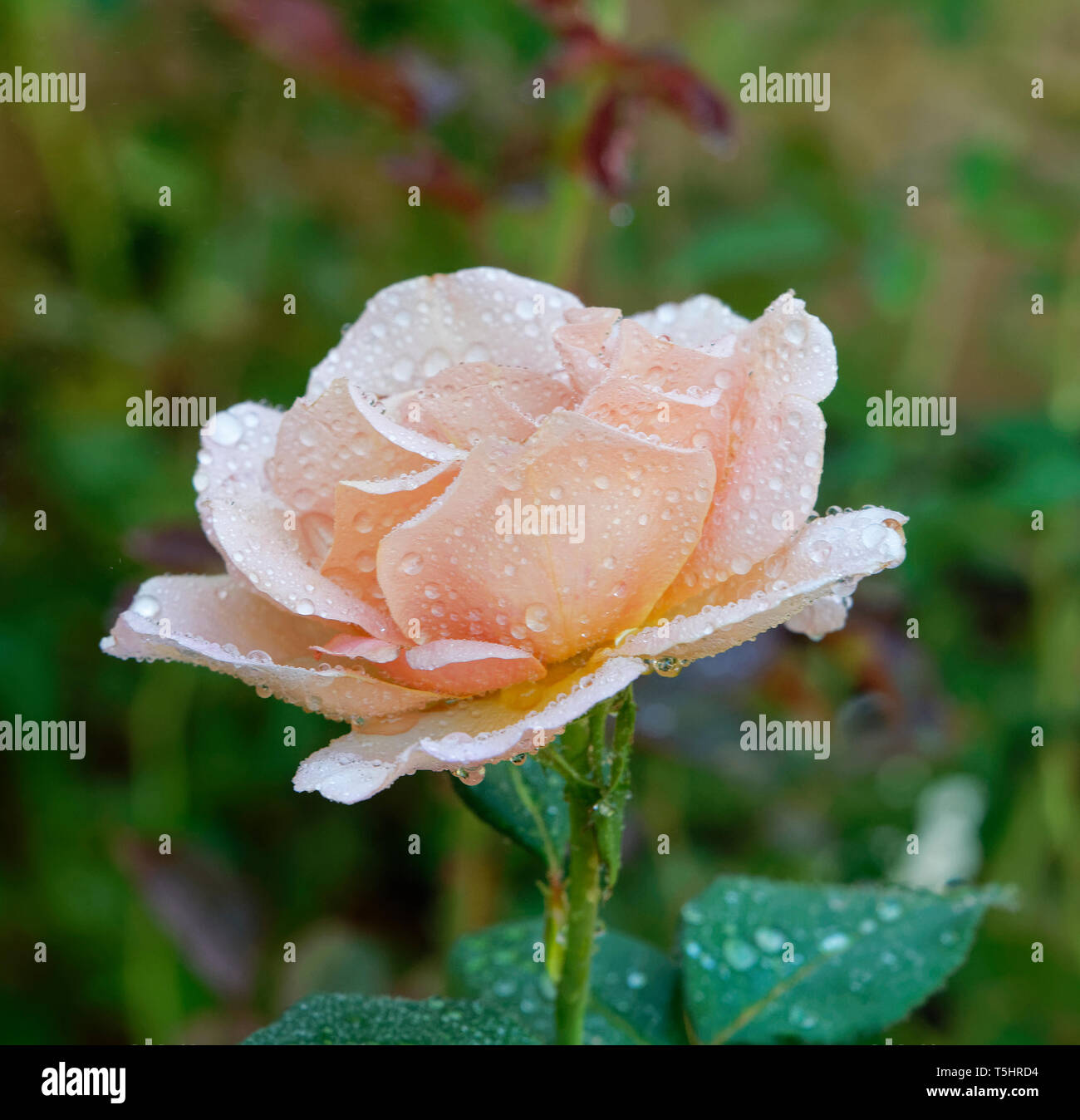 Copper roses hi-res stock photography and images - Alamy
