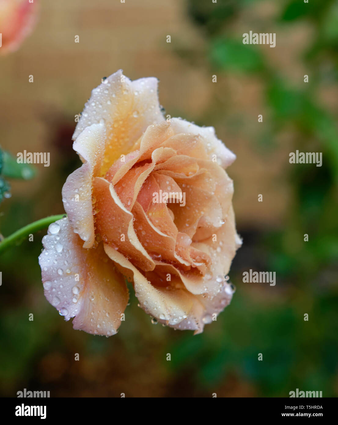 Julia roses hi-res stock photography and images - Alamy