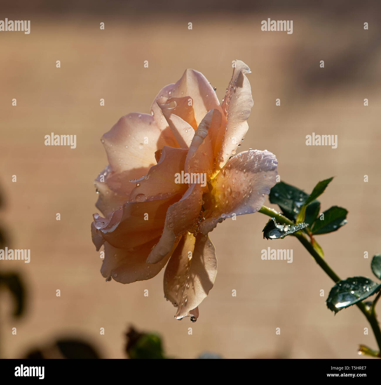 Wet julia roses hi-res stock photography and images - Alamy