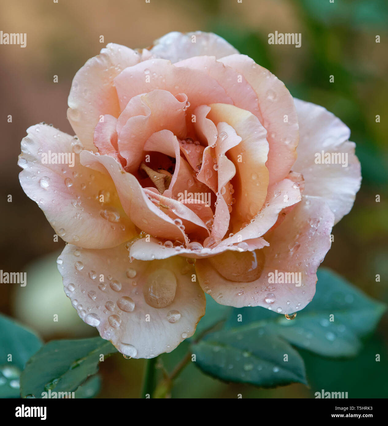 Julia roses hi-res stock photography and images - Alamy