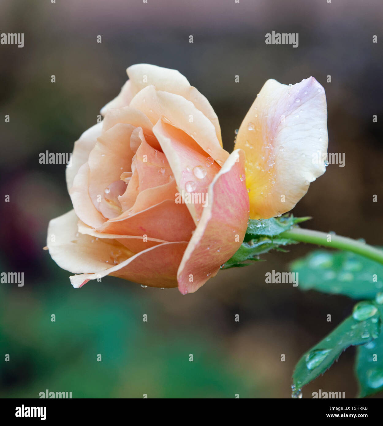 Damp roses hi-res stock photography and images - Alamy