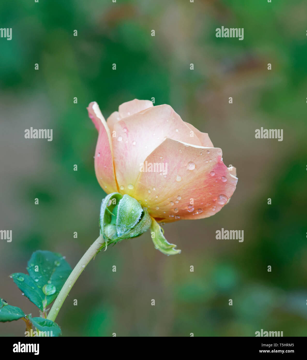 Wet julia roses hi-res stock photography and images - Alamy