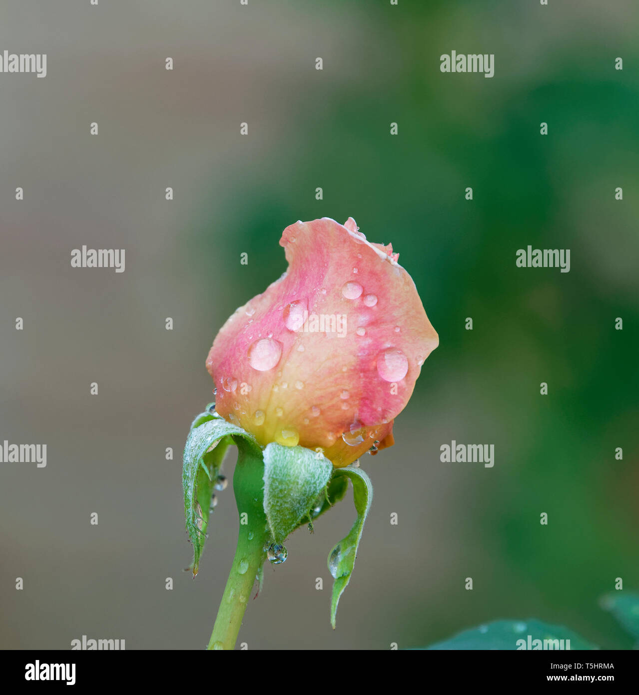 Damp roses hi-res stock photography and images - Alamy
