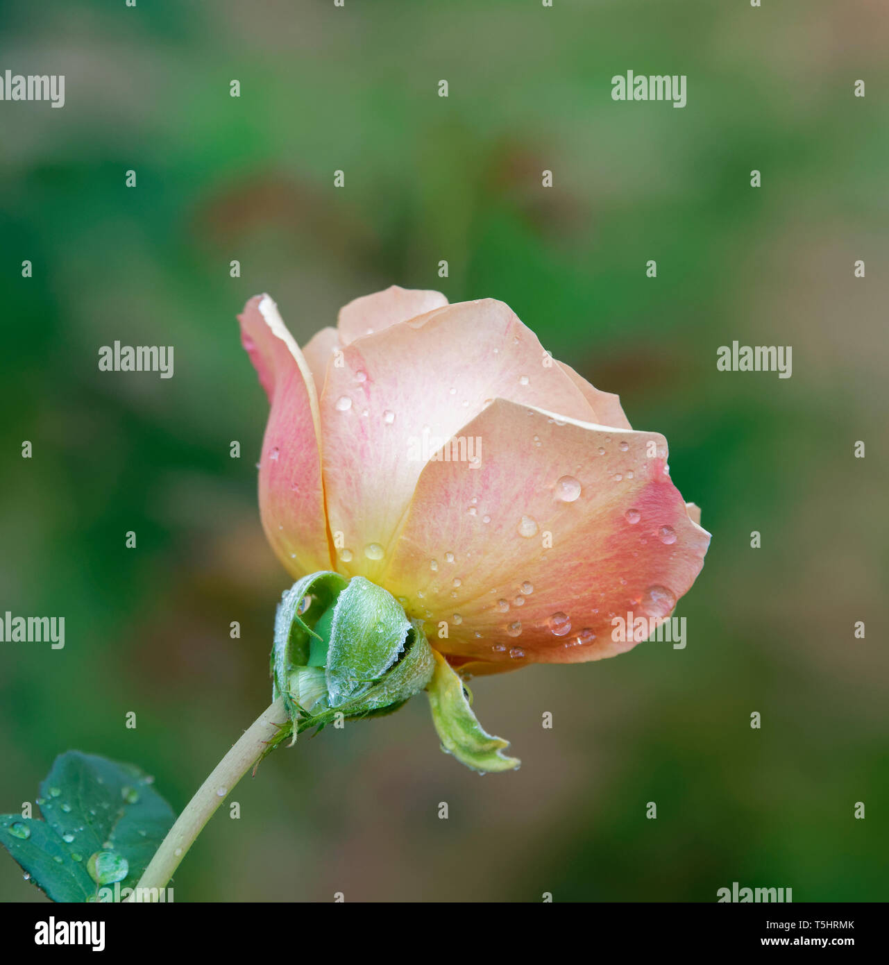 Julia roses hi-res stock photography and images - Alamy