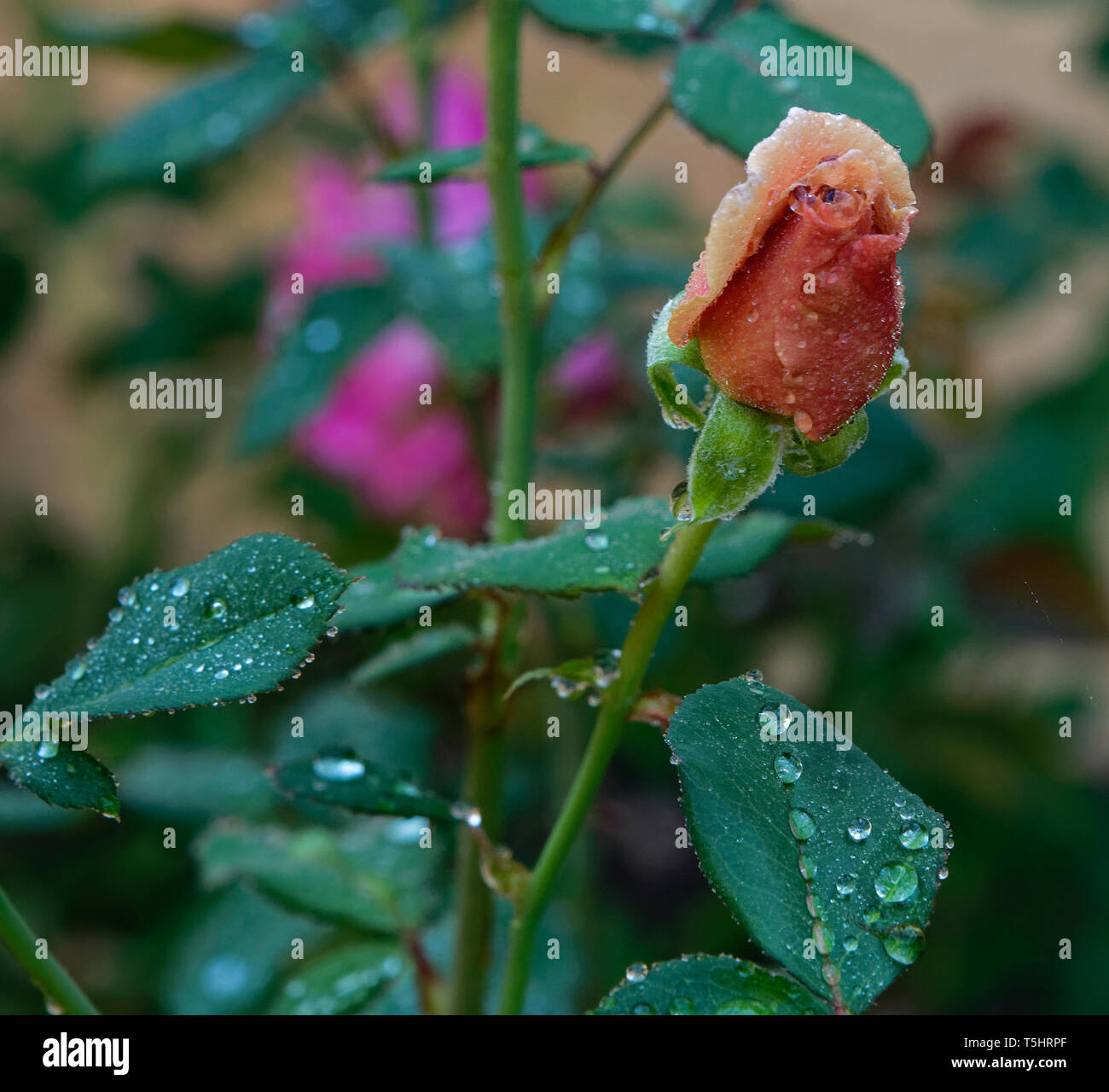 Copper roses hi-res stock photography and images - Alamy