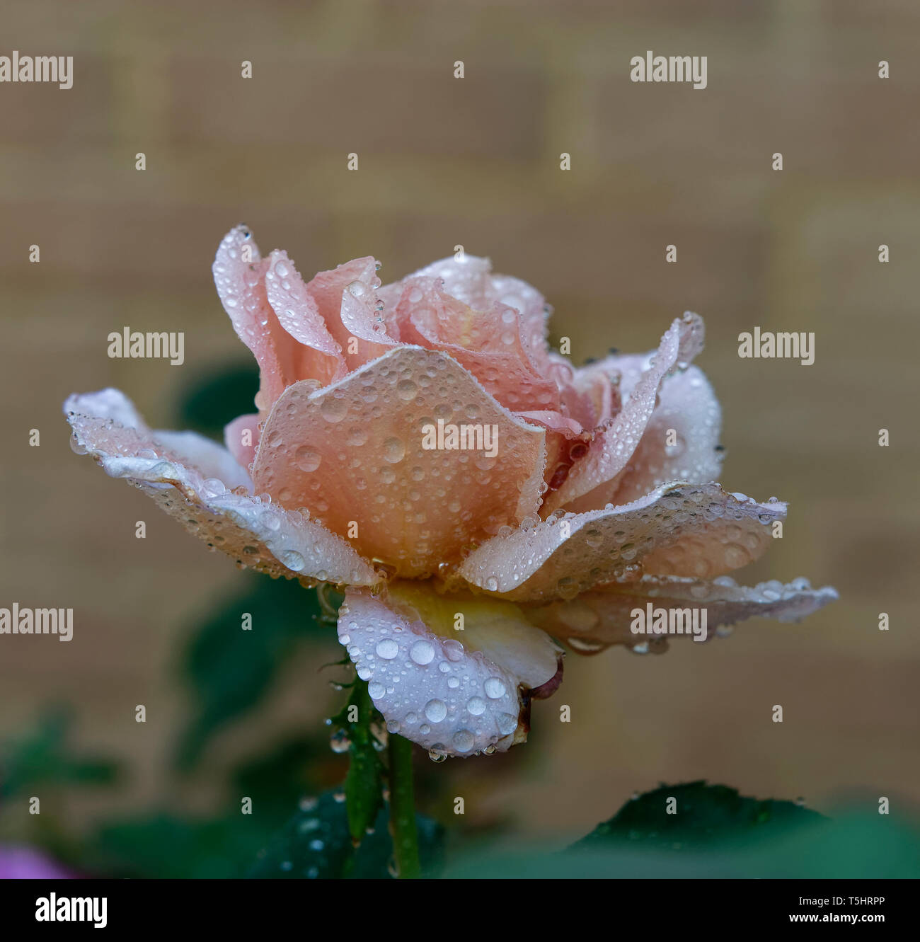 Copper roses hi-res stock photography and images - Alamy