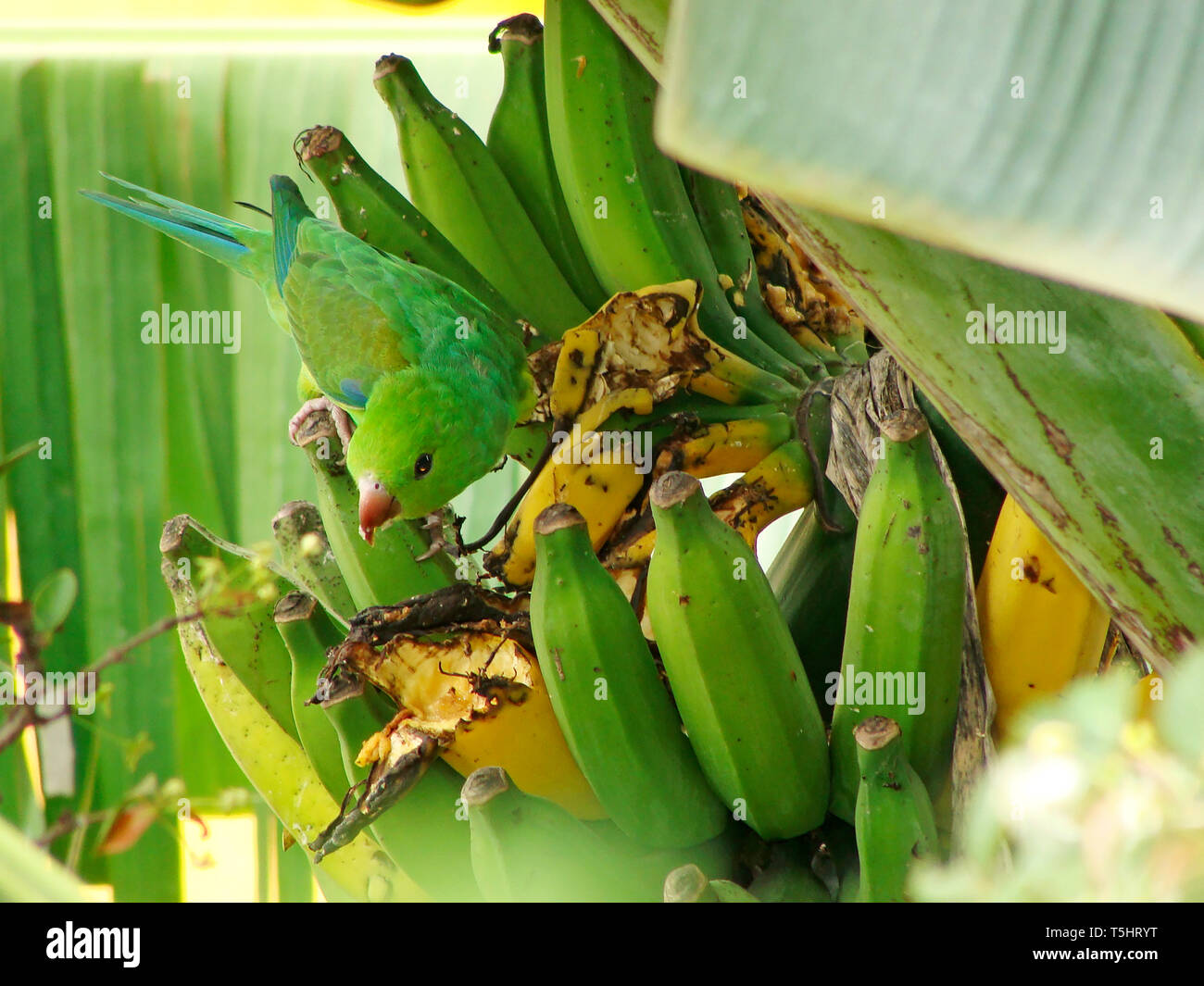 Rico brasil hi-res stock photography and images - Alamy