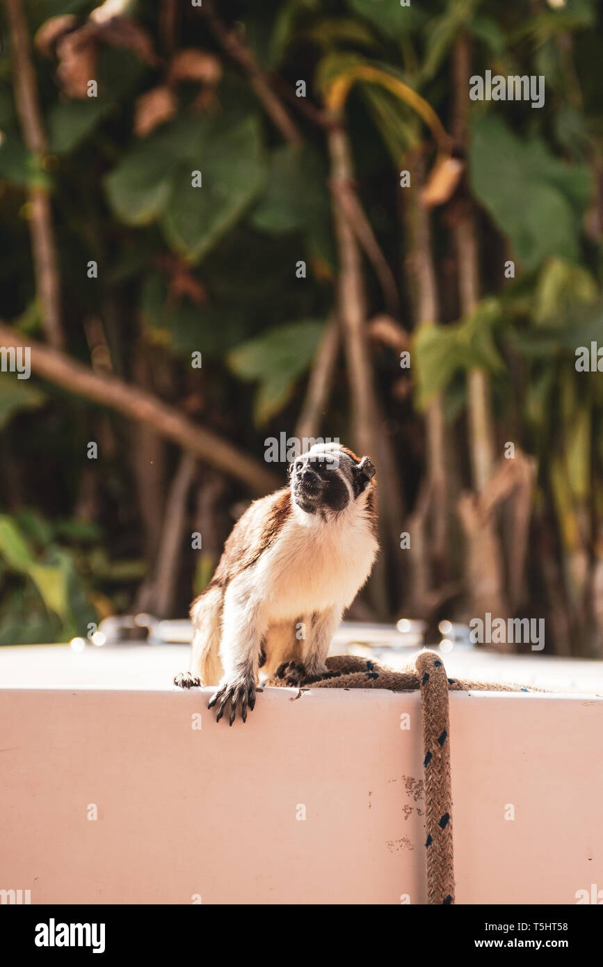 A tour boat guide on Gatun Lake uses ripe banana and monkey calls to ...