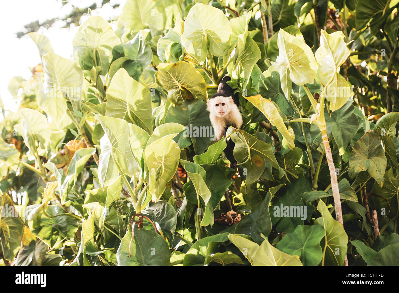 Capuchin monkey in the rainforest Stock Photo - Alamy
