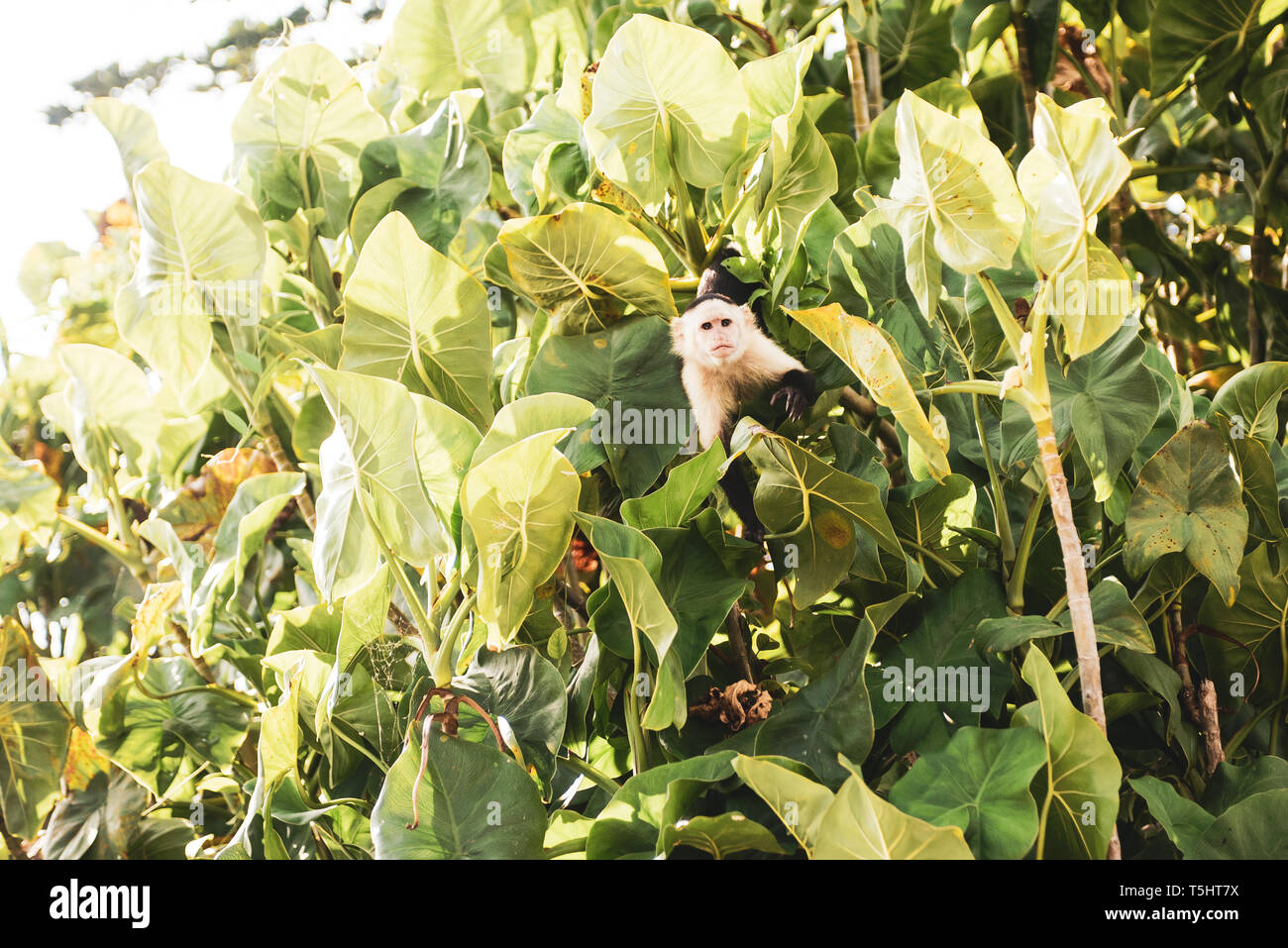 Capuchin monkey in the rainforest Stock Photo - Alamy