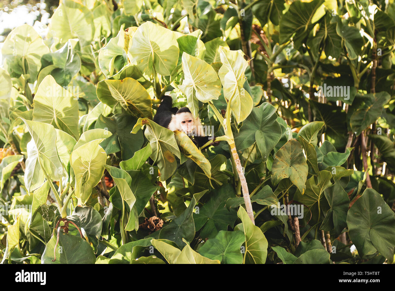 Capuchin monkey in the rainforest Stock Photo - Alamy