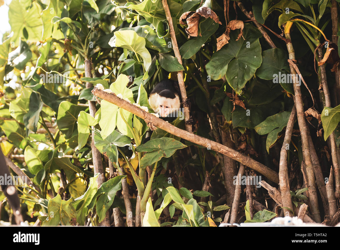 Capuchin monkey in the rainforest Stock Photo - Alamy