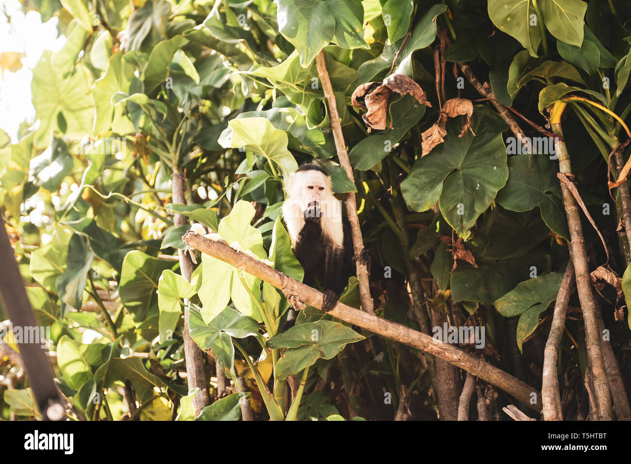 Capuchin monkey in the rainforest Stock Photo - Alamy