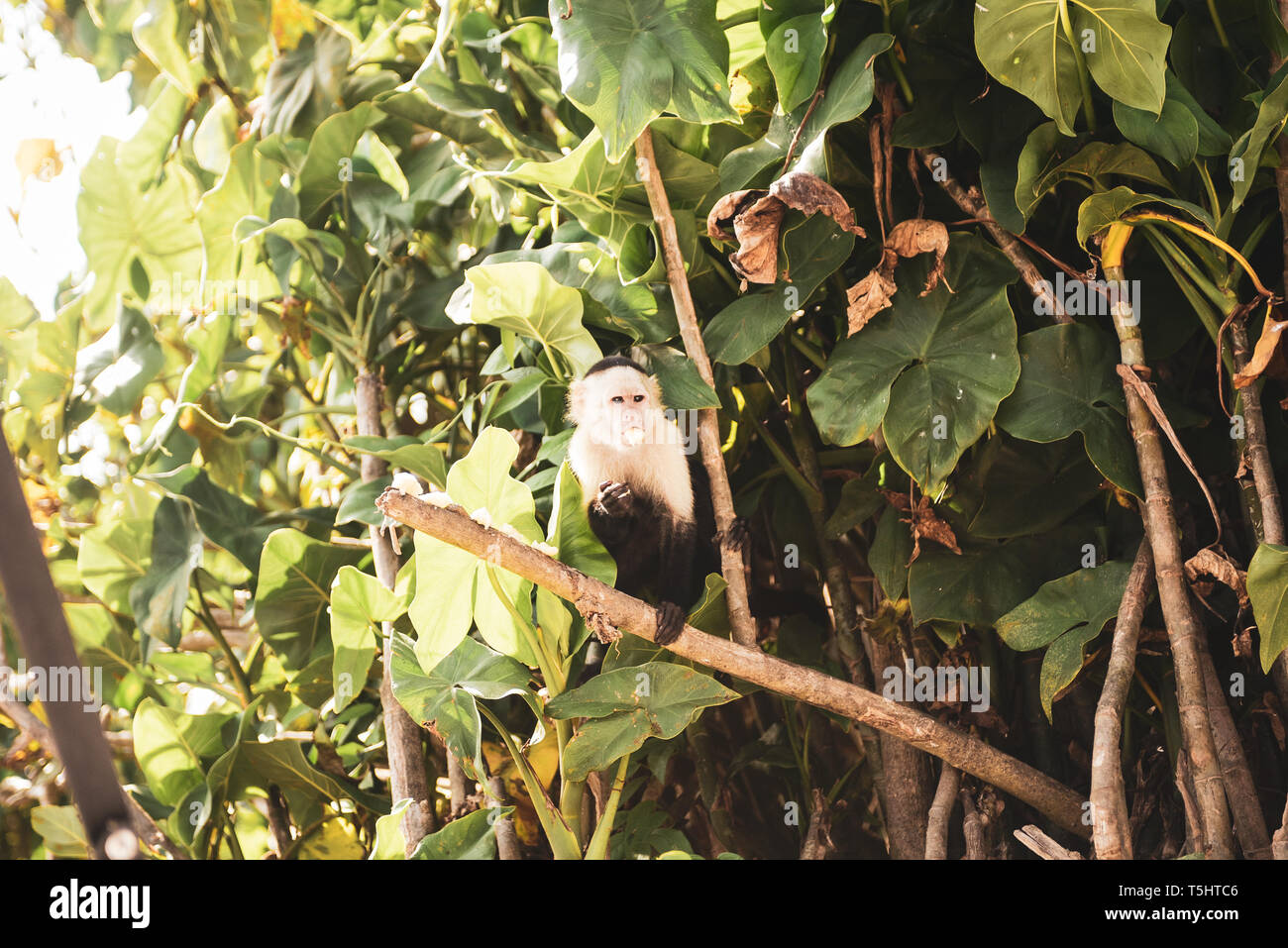 Capuchin monkey in the rainforest Stock Photo - Alamy