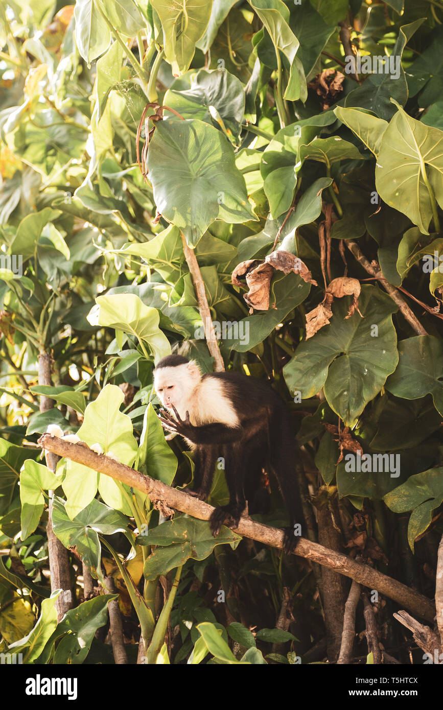 Capuchin monkey in the rainforest Stock Photo - Alamy
