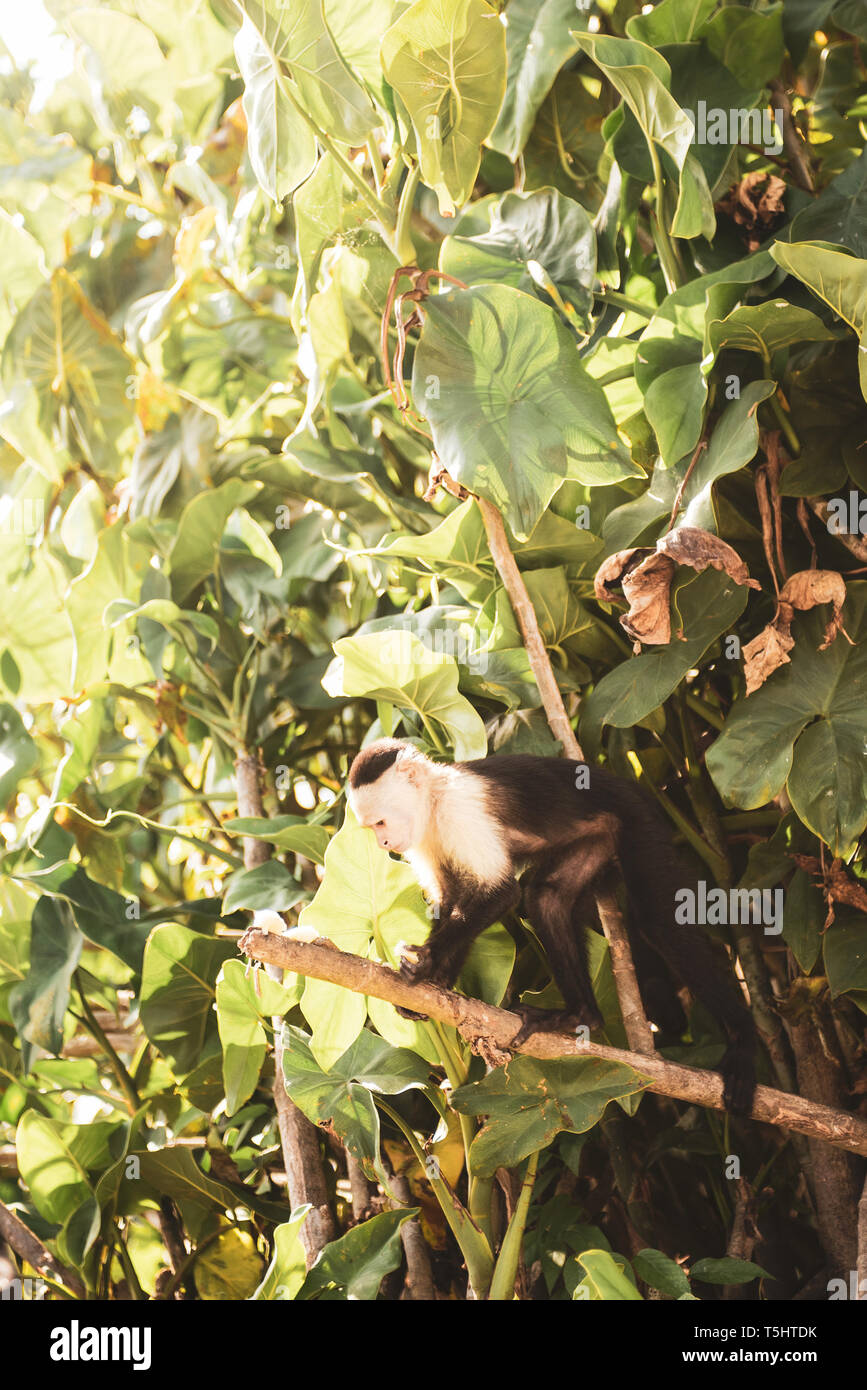 Capuchin monkey in the rainforest Stock Photo - Alamy