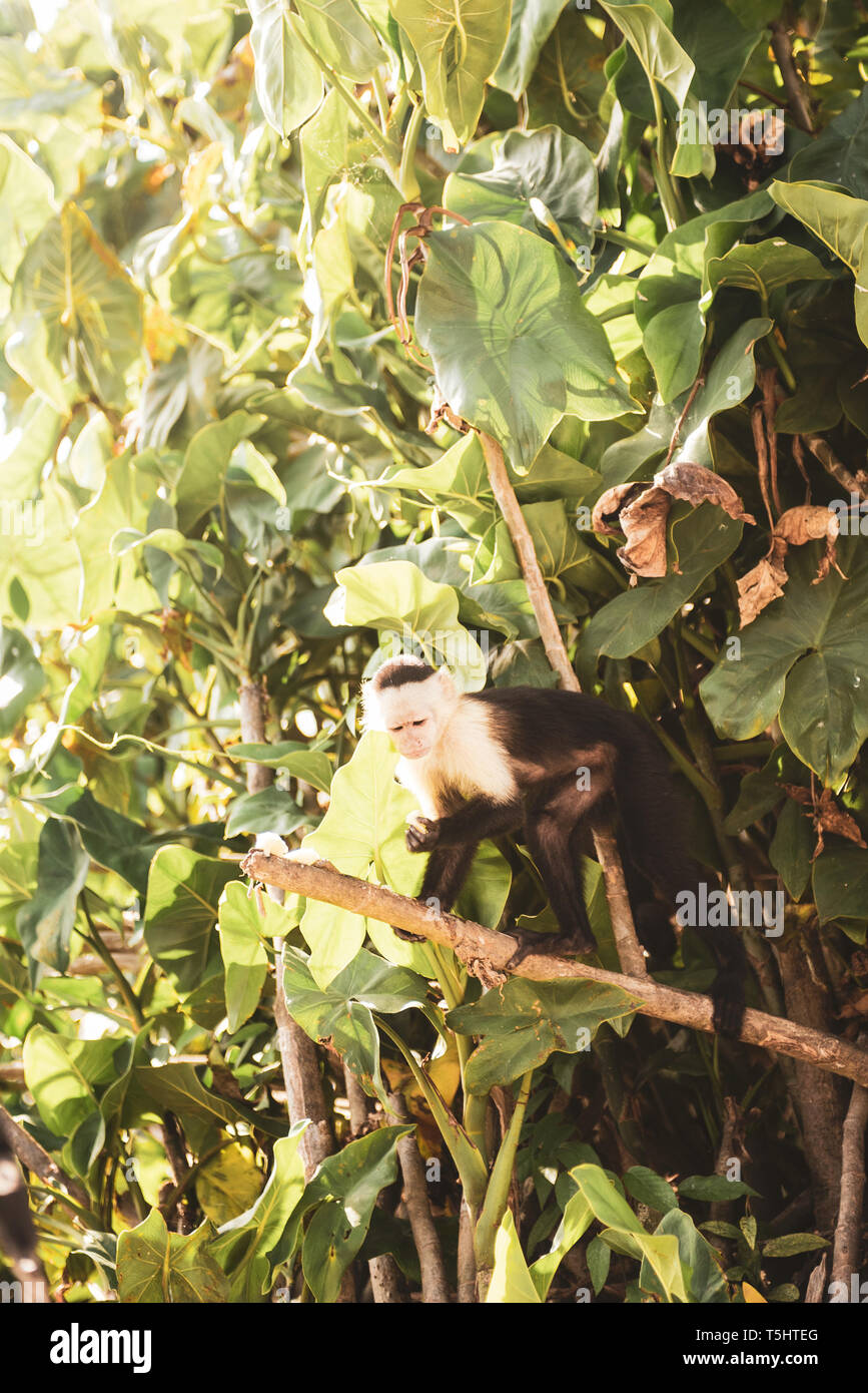 Capuchin monkey in the rainforest Stock Photo - Alamy