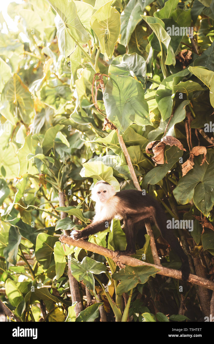 Capuchin monkey in the rainforest Stock Photo - Alamy