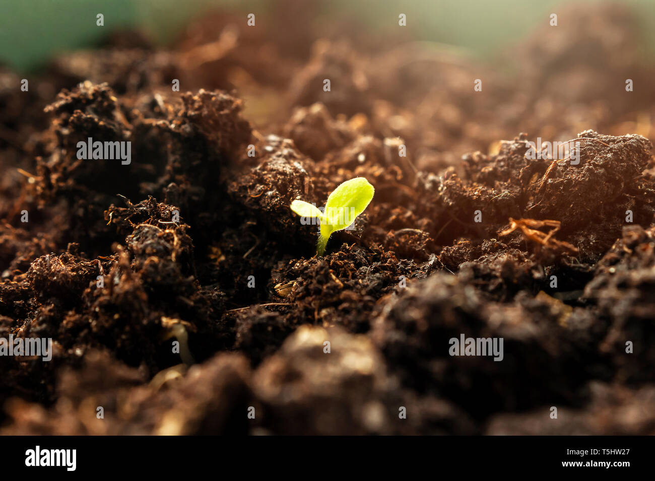 Little sprout hi-res stock photography and images - Alamy