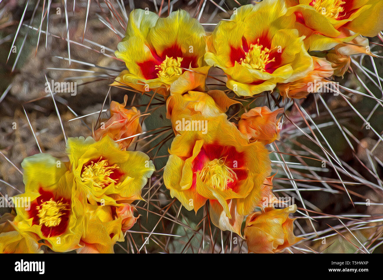 Arizona Botanical Gardens Wildflowers in the spring Stock Photo - Alamy