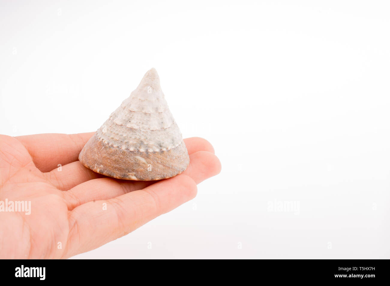 Hand holding Beautiful sea shell on a white background Stock Photo - Alamy