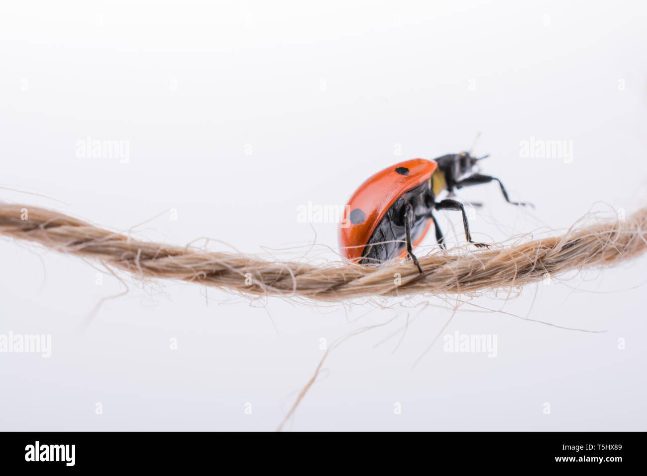 Beautiful photo of red ladybug walking on thread Stock Photo - Alamy