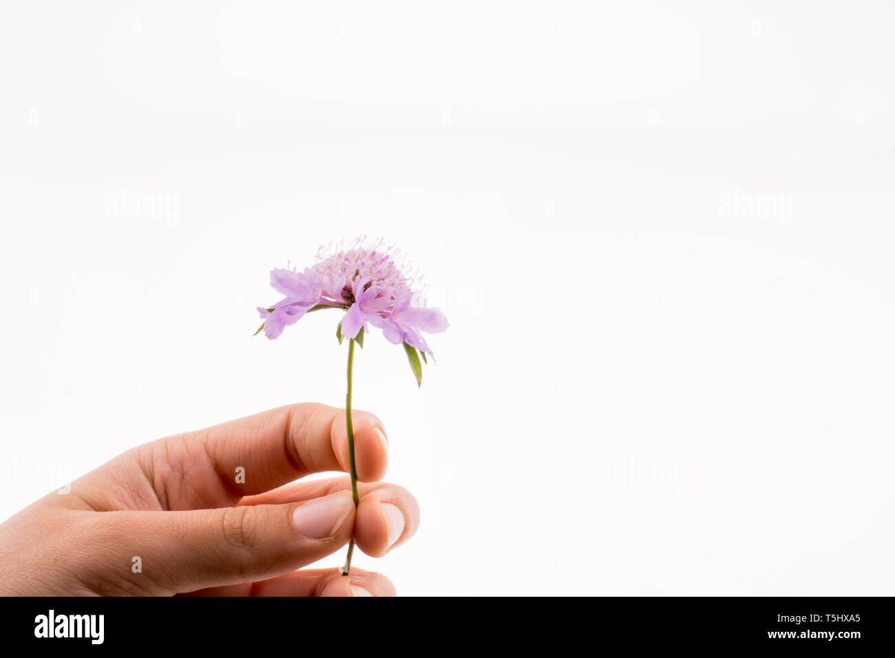 Hand holding A Purple Flower on a white background Stock Photo - Alamy