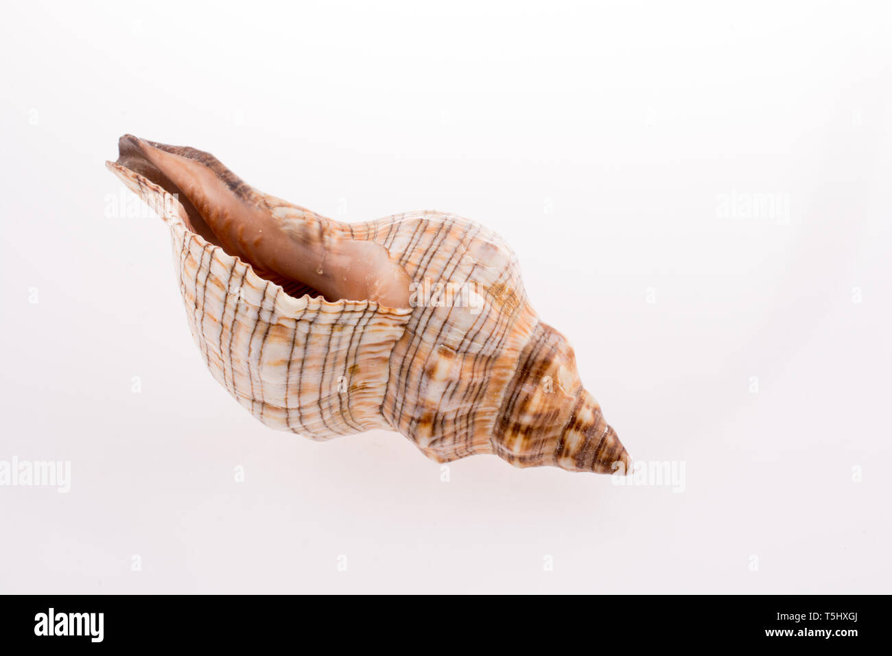 Beautiful sea shell on a white background Stock Photo - Alamy