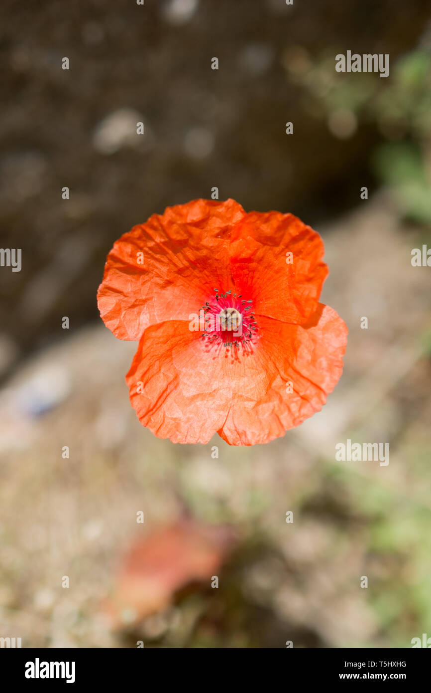 Beautiful Oriental poppy flowers in nature background Stock Photo - Alamy